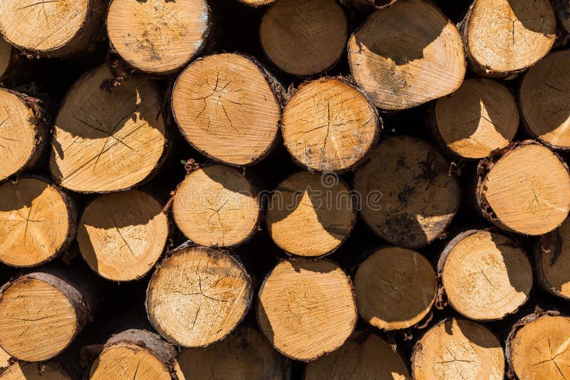 Freshly cut tree logs stock image. Image of material - 94195907