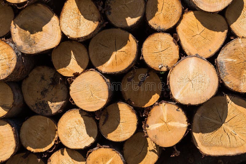 Freshly cut tree logs stock photo. Image of brown, pinetree - 96634842