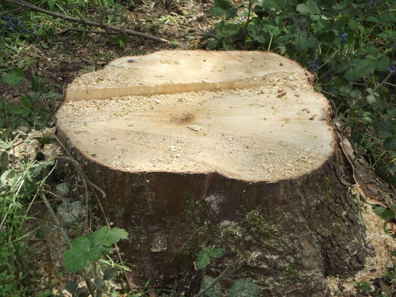 Freshly Cut stock image. Image of stump, freshly, tree - 94695041
