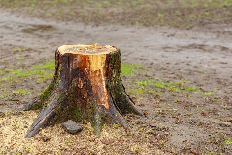 Freshly Cut Tree Stump in a Muddy Field Landscape Stock Photo - Image ...