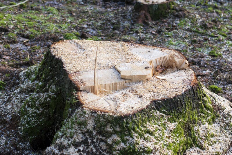 A Freshly Cut Tree Stump in Nature at Summer Day Stock Photo - Image of ...