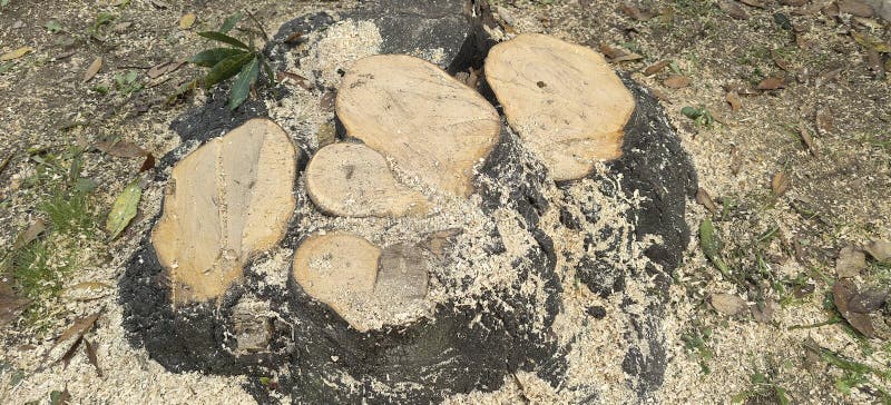 Freshly Cut Tree Trunk at the Base with Sawdust Stock Image - Image of ...