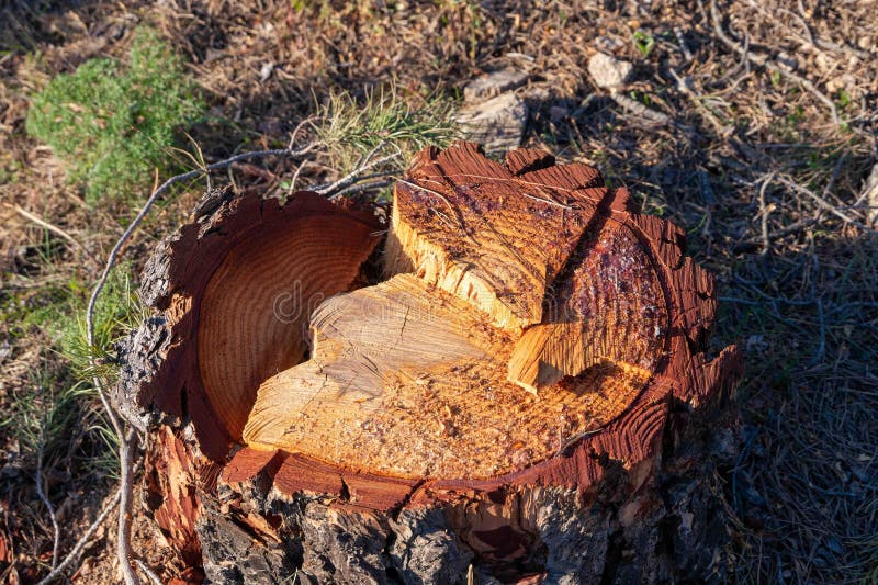 Freshly Cut Tree Trunk. Forest. Deforestacion, Environmental ...