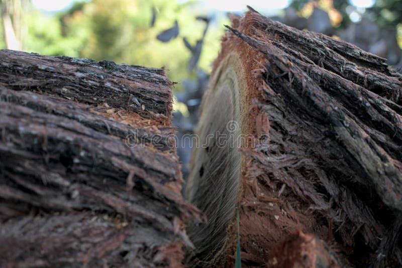 Freshly Cut Tree Trunk Halves Stock Photo - Image of organic, nature ...