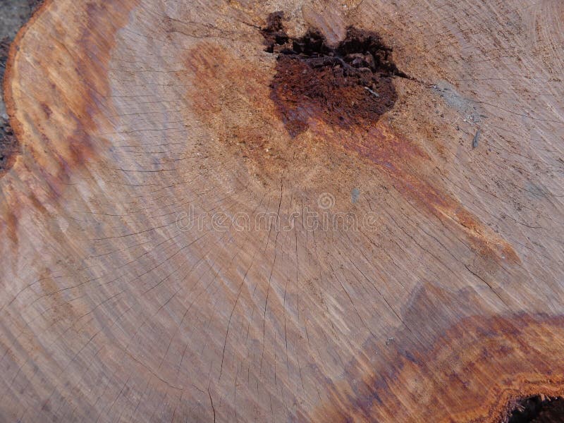 Freshly Cut Tree Trunk Texture Stock Image - Image of background ...