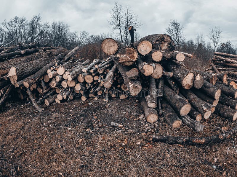 Freshly Cut Tree Trunks are Arranged in Row. Deforestation. Ecological ...