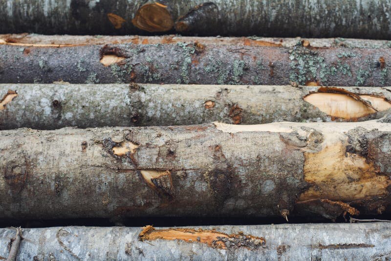 Freshly cut tree trunks stock photo. Image of pile, horizontal - 91786182