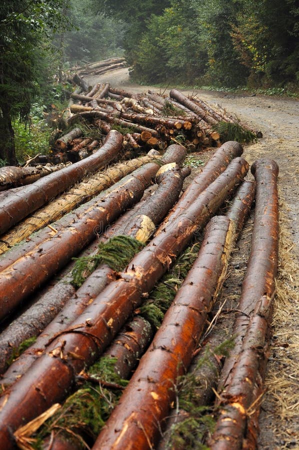 Freshly Cut Tree Trunks Near a Forest Road Stock Image - Image of ...