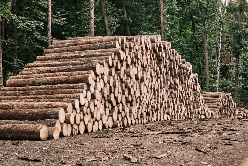 Processing of Timber at the Sawmill Stock Photo - Image of noise ...