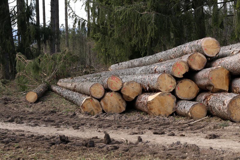 Freshly Cut Trees in the Forest, on the Side of a Forest Road Stock ...