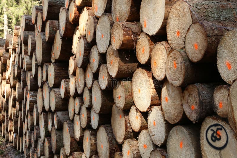 Freshly Cut Trees in the Forest, on the Side of a Forest Road Stock ...
