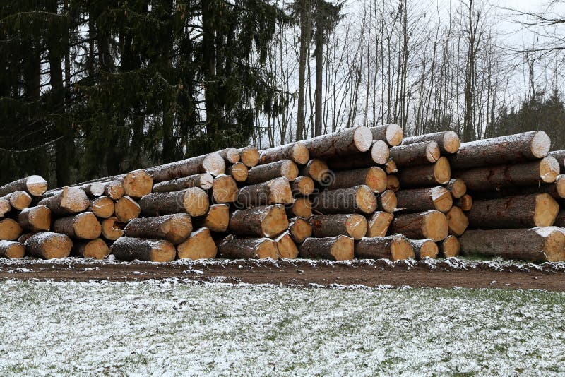 Freshly Cut Trees in the Forest, on the Side of a Forest Road Stock ...