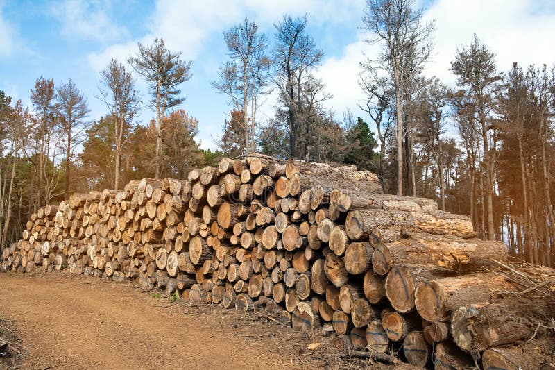 Freshly Cut Trees Stacked for Logging in a Natural Landscape Stock ...