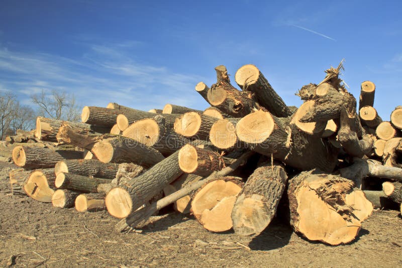 Logs stock photo. Image of natural, rough, lumber, fresh - 30271270