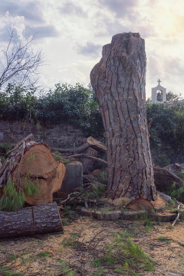 Freshly Cut of Trunk of Old Tall Pine Tree Stock Image - Image of tall ...