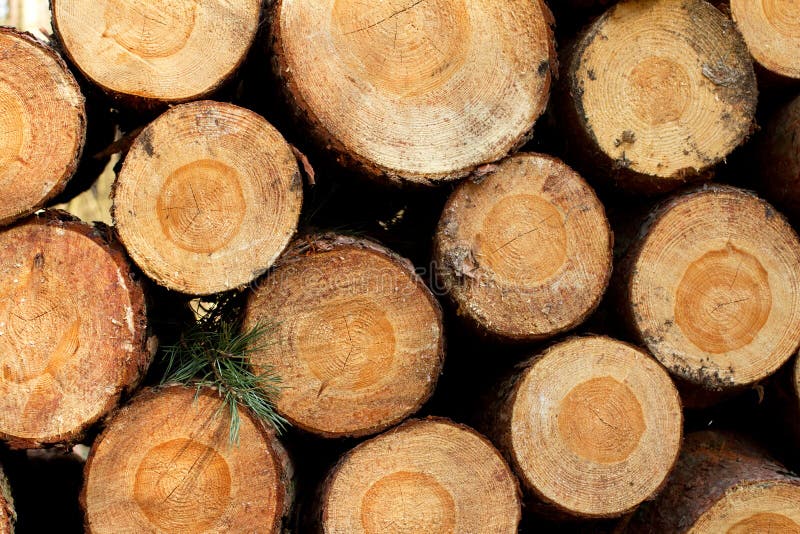 Chopped Tree in the Forest 1 Stock Photo - Image of wooden, pine: 109986742