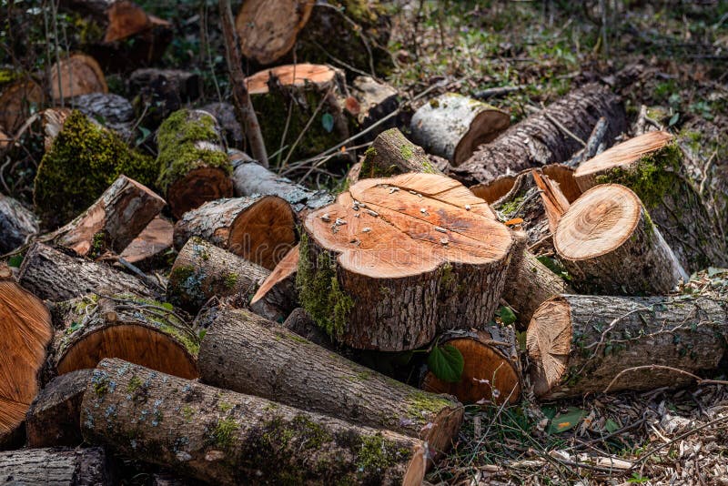 Freshly Cut Wood on the Ground Stock Image - Image of dust, porous ...