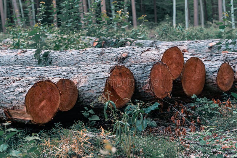Freshly Cut Wood Pile in the Forest at Sunset Stock Photo - Image of ...