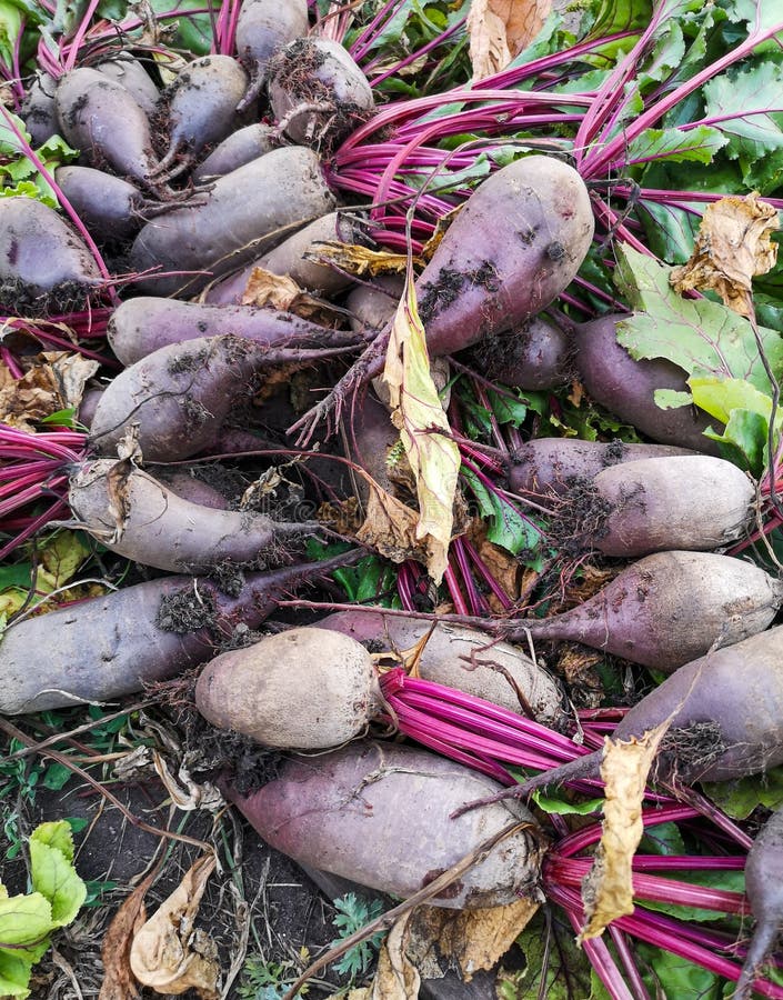 Freshly Dug Beets on the Ground. Stock Photo - Image of fresh ...