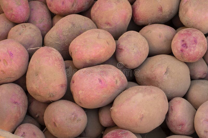 Freshly Dug Dirty Red Potatoes Stock Photo - Image of fall, spud: 28800564