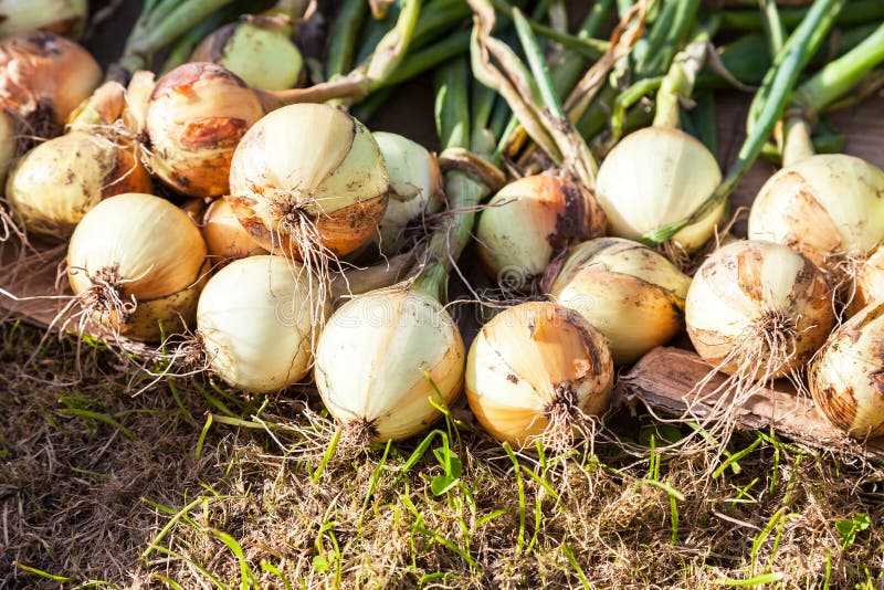 Freshly Dug Organic Onion Drying on the Grass Stock Photo - Image of ...