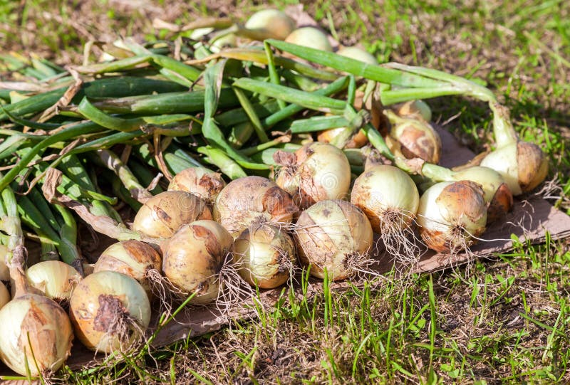 Freshly Dug Organic Onion Drying on the Grass Stock Photo - Image of ...