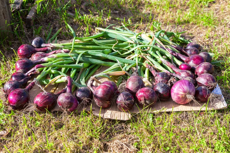 Freshly Dug Organic Red Onion Drying on the Grass Stock Photo - Image ...