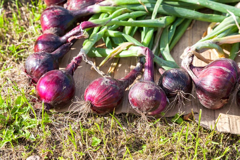 Freshly Dug Organic Red Onion Drying on the Grass Stock Image - Image ...