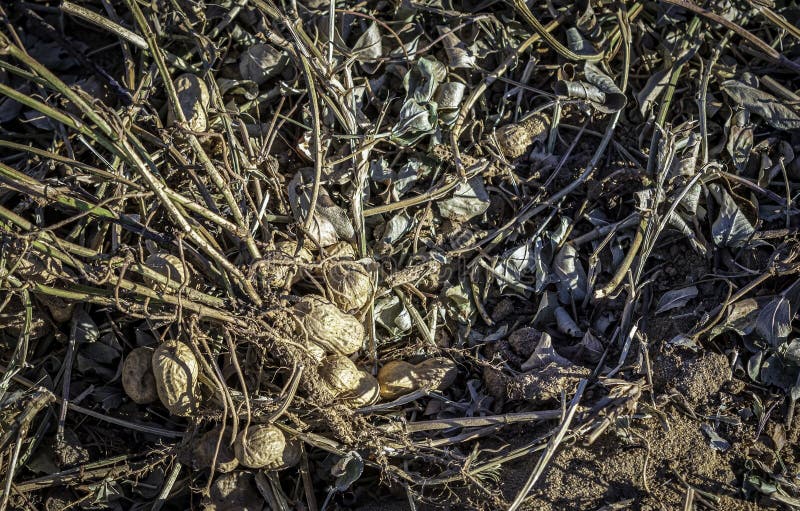 Freshly Dug Peanuts Drying in the Field Stock Image - Image of farming ...