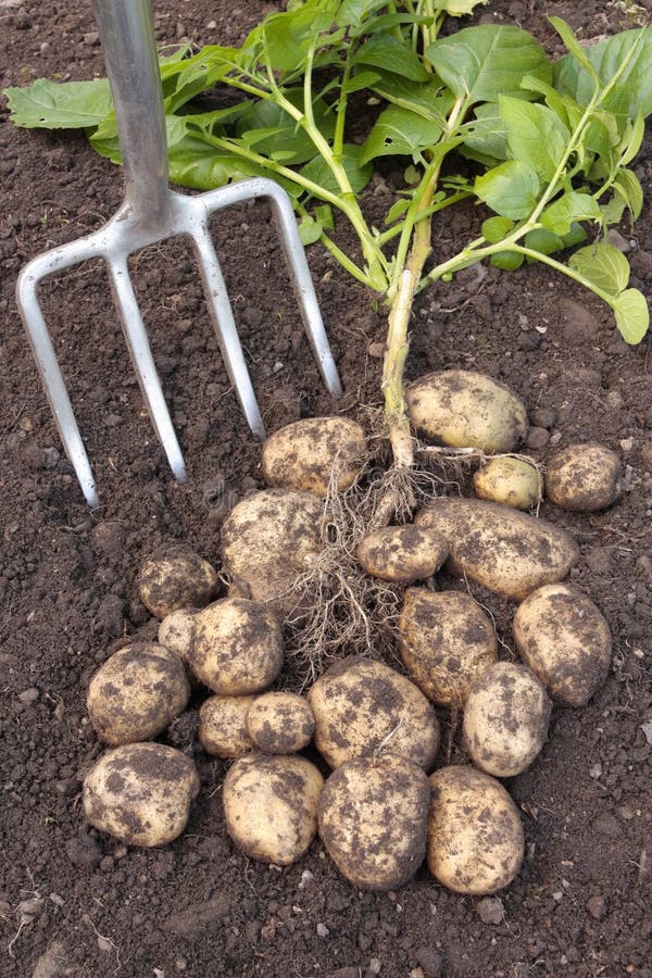 Freshly dug potatoes stock photo. Image of summer, organic - 11150588