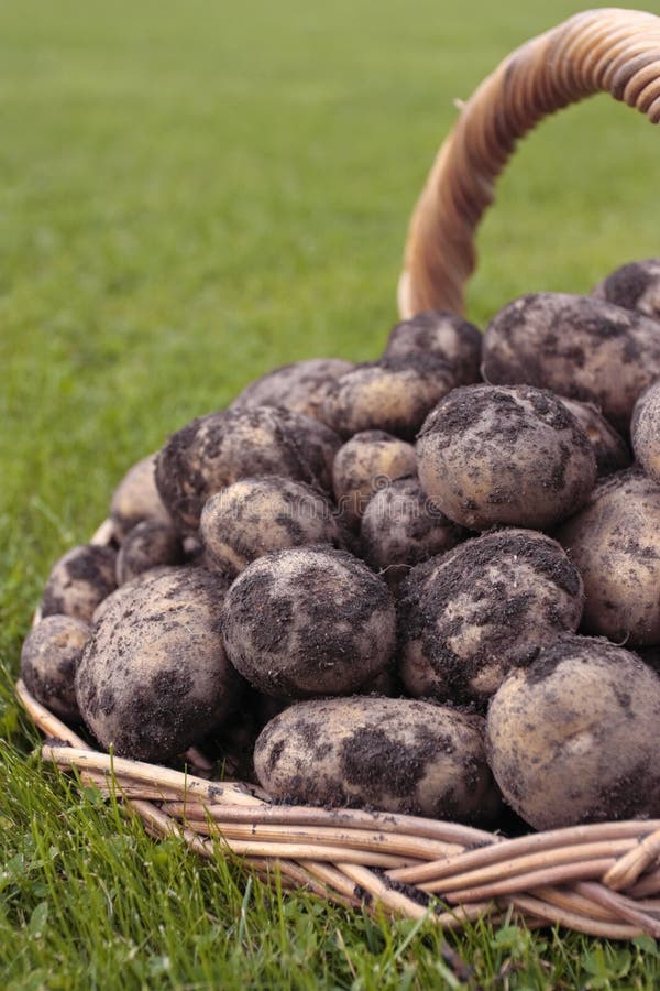 Freshly dug potatoes stock photo. Image of nutrition - 13001898