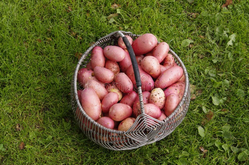Freshly dug potatoes stock image. Image of work, pail - 21089079
