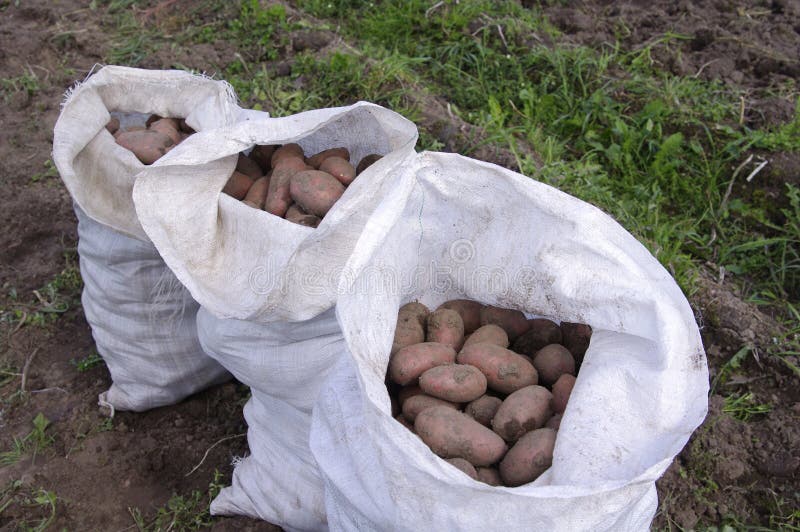 Freshly dug potatoes stock image. Image of farm, crop - 21135219