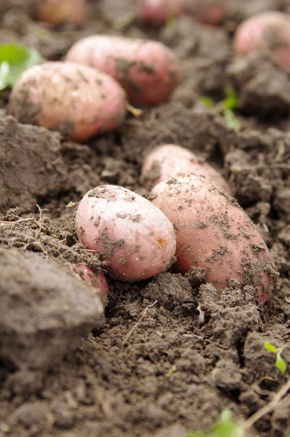 Freshly dug potatoes stock image. Image of harvest, medium - 27120575