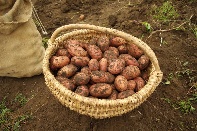 Freshly Dug Potatoes in a Basket and Burlap Bag Stock Photo - Image of ...
