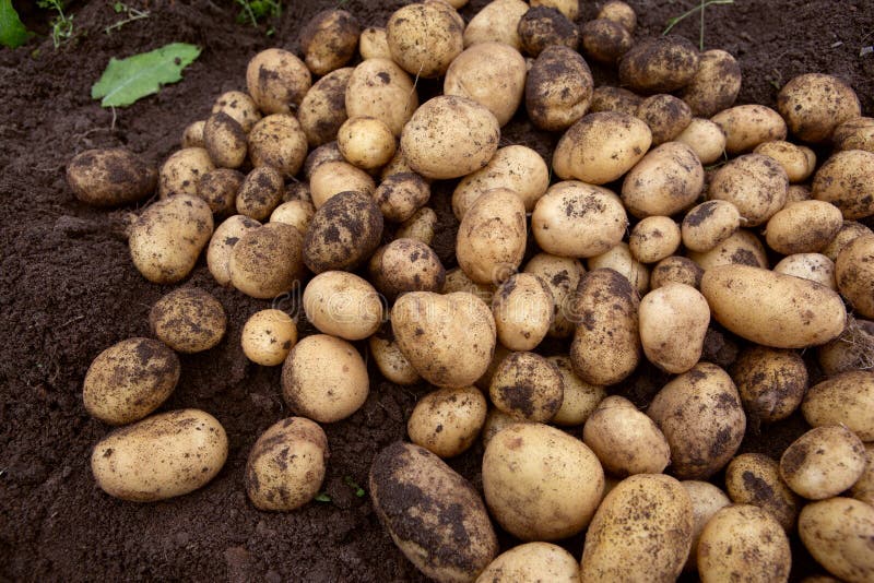 Freshly Dug Potatoes on a Farm Plot Stock Photo - Image of harvest ...