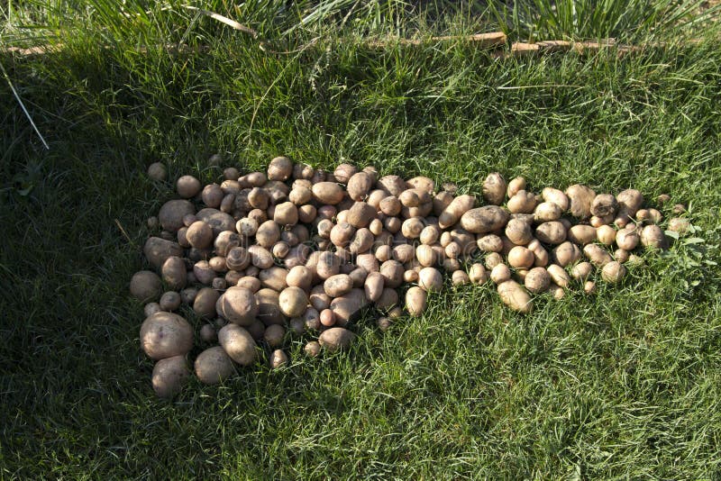 Freshly Dug Potatoes on Green Grass Stock Photo - Image of summer ...