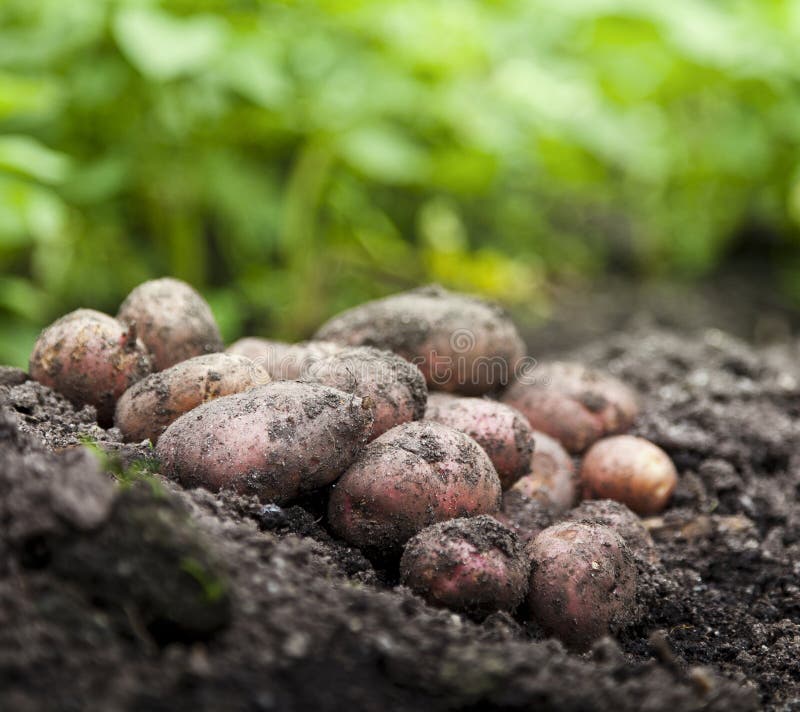 Freshly dug potatoes stock image. Image of homegrown - 63126023