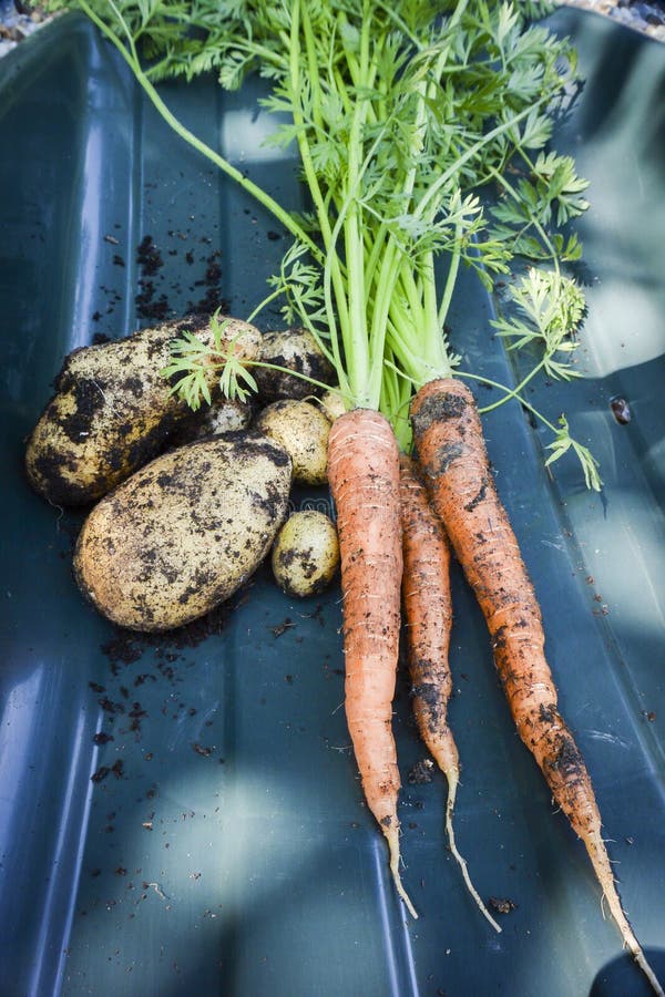 Freshly dug up vegetables stock photo. Image of leaf - 48237206