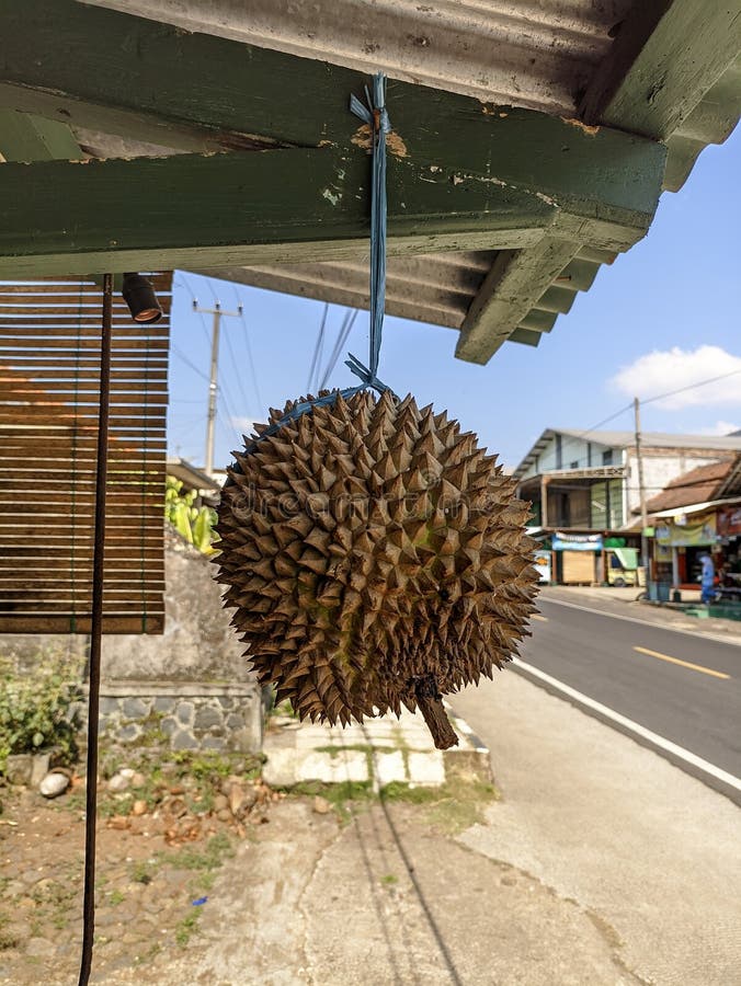 Freshly Fallen Durian Fruit from the Tree Hanging by the Roadside, with ...