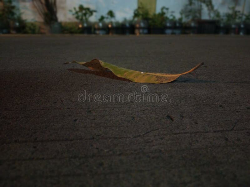 Freshly Fallen Leaves at Night Stock Photo - Image of leave, silent ...