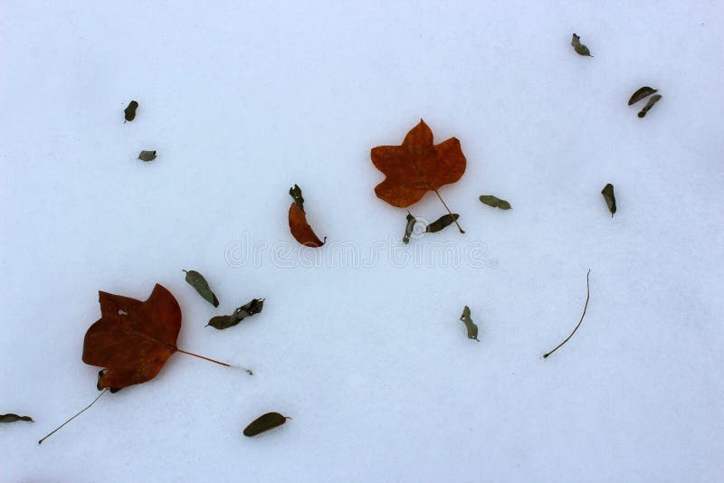 Freshly Fallen Snow Covered with Dead Leaves and Pine Needles Stock ...