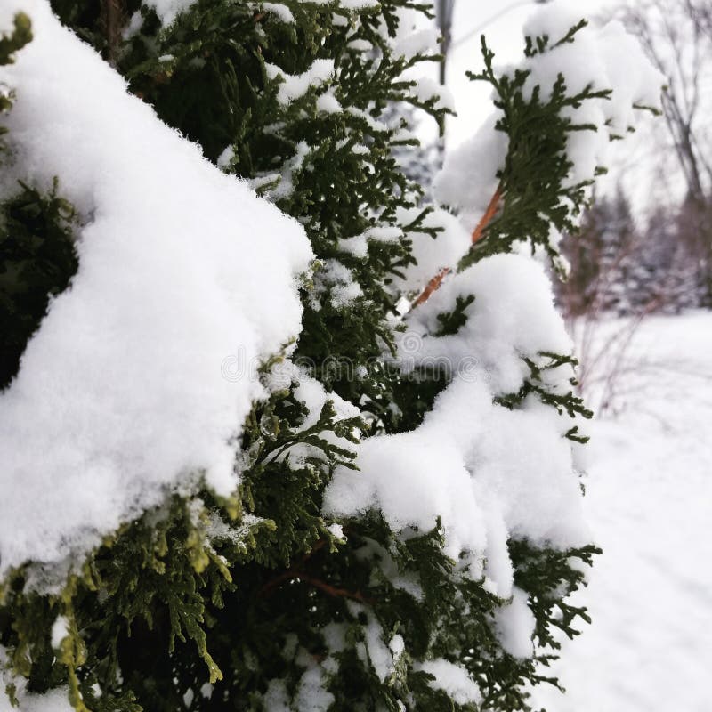 Freshly Fallen Snow on Pine Trees Stock Photo - Image of trees, snow ...