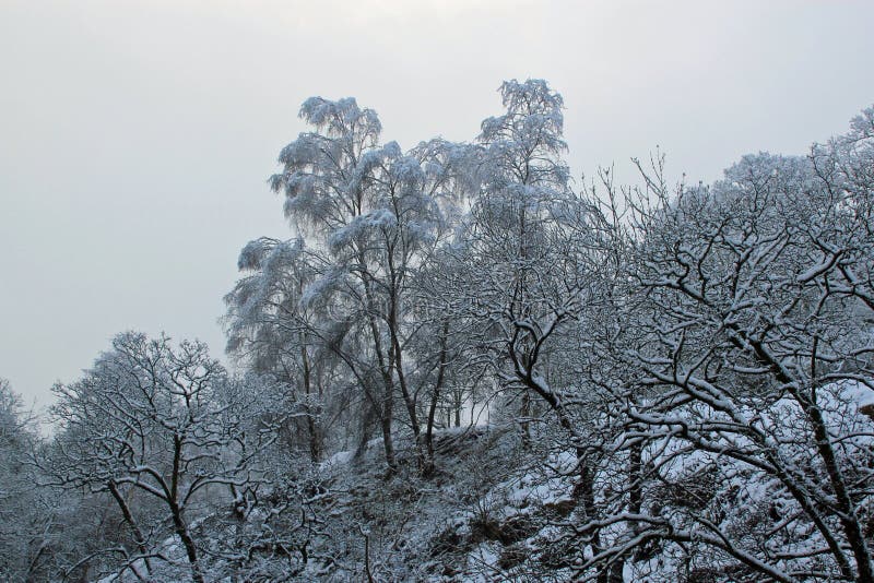 Freshly Fallen Snow on Trees Stock Image - Image of cold, frozen: 45948997