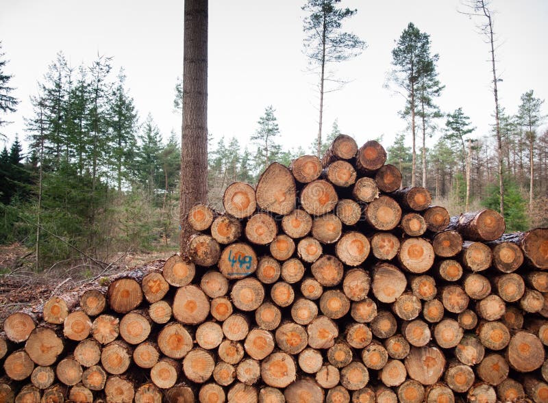 Freshly felled logs stock image. Image of lumber, damage - 37266917