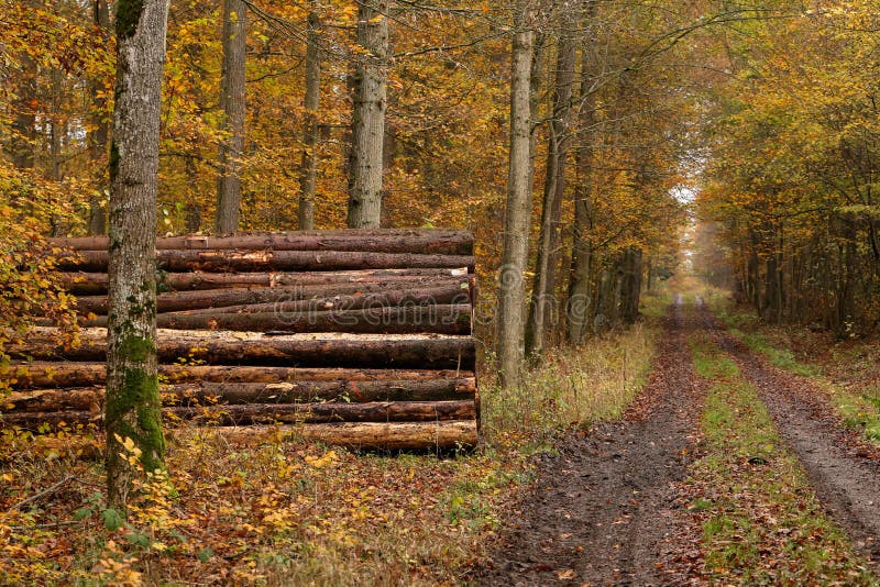 Freshly Felled Large Oak Tree Trunks Waiting for Collection by Forestry ...