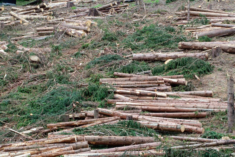 Freshly Felled Trees in the Thuringian Forest, Germany Stock Photo ...
