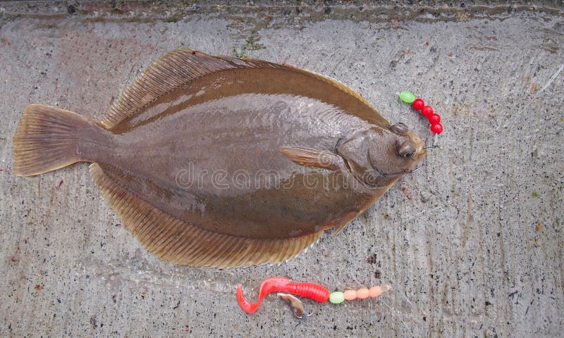 Freshly Flat Fish - Common Dab Stock Image - Image of limanda, food ...