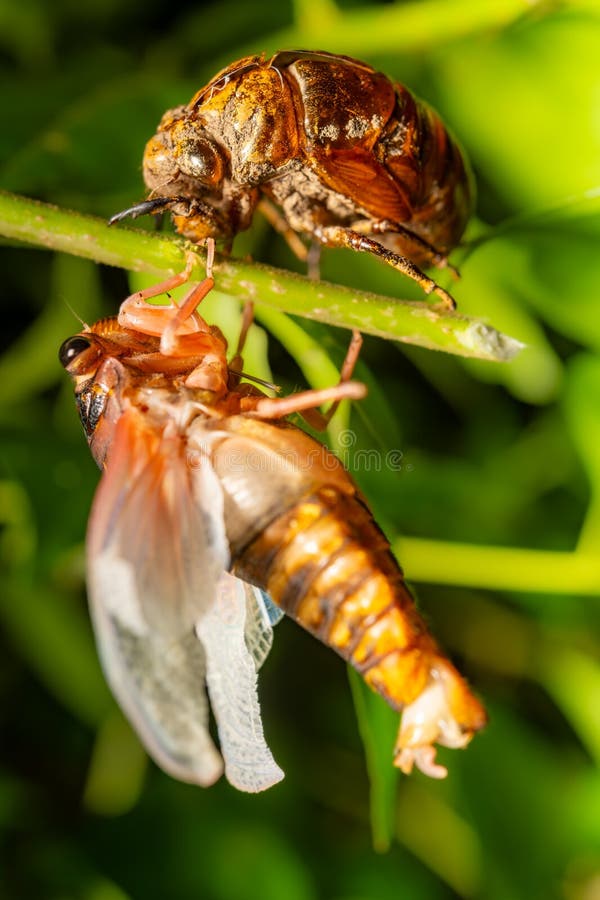 Fledged Cicadas Stock Photos - Free & Royalty-Free Stock Photos from ...