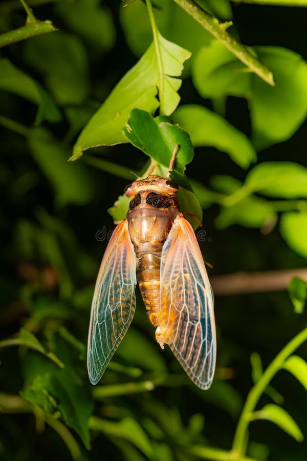Freshly Fledged Cicadas Hanging on Leaves Vertical Composition Stock ...